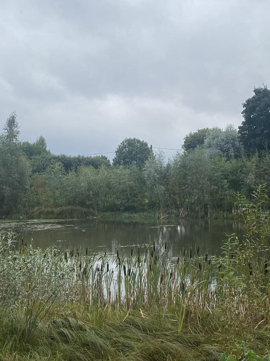 Mesimummu kinnistu enampakkumine - RHN Metsandus